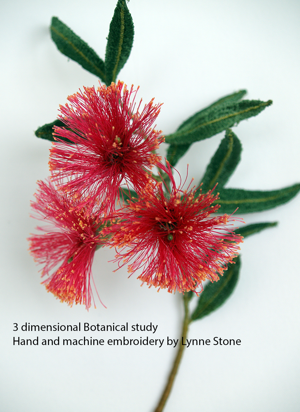 Eucalyptus erythronema