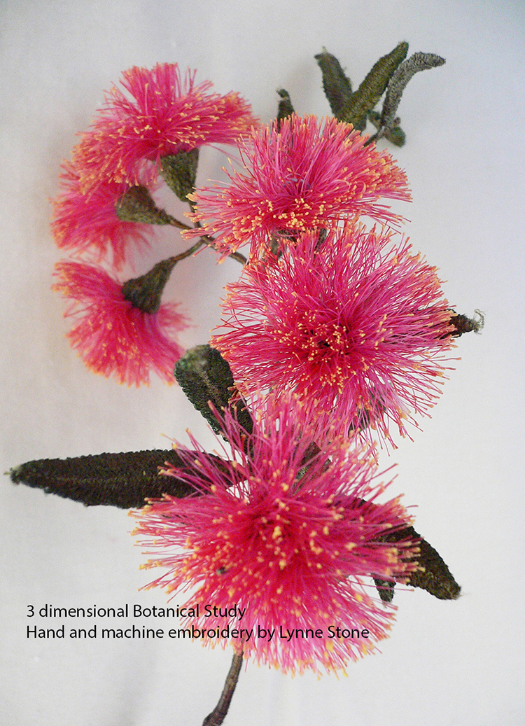 Eucalyptus erythronema