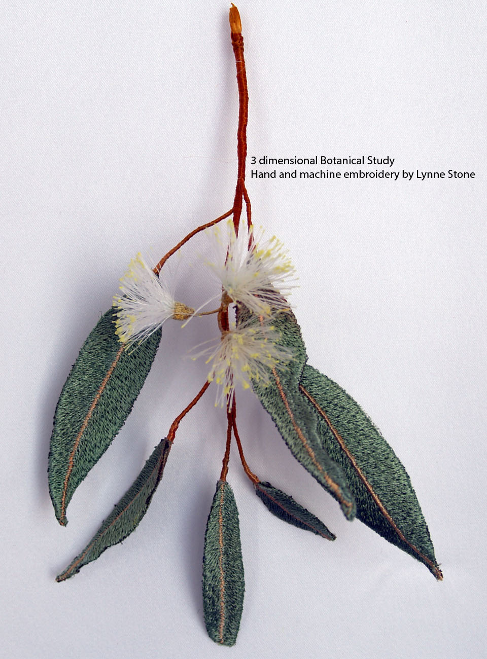 Eucalyptus eucentrica