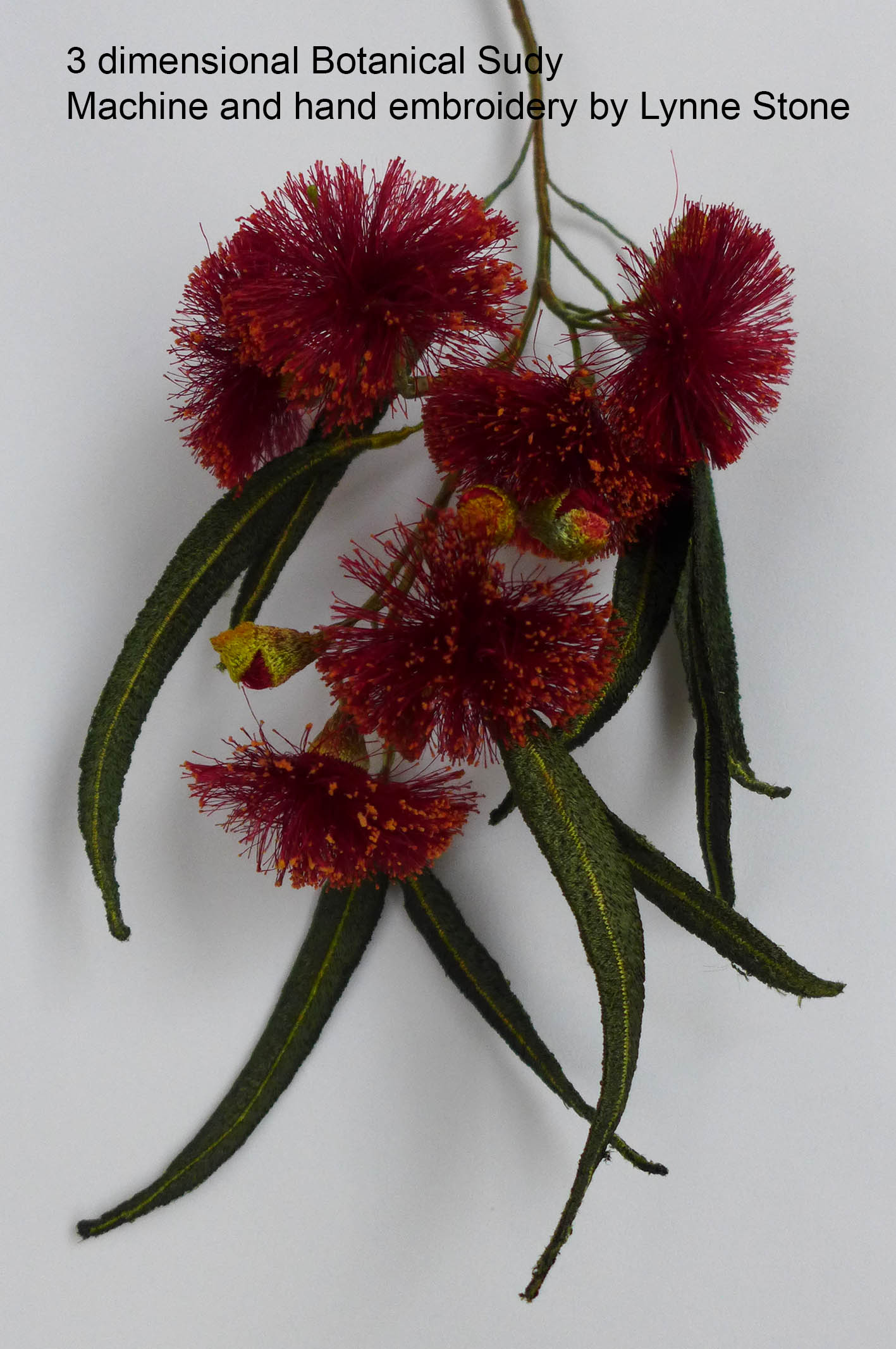 Eucalyptus leucoxylon