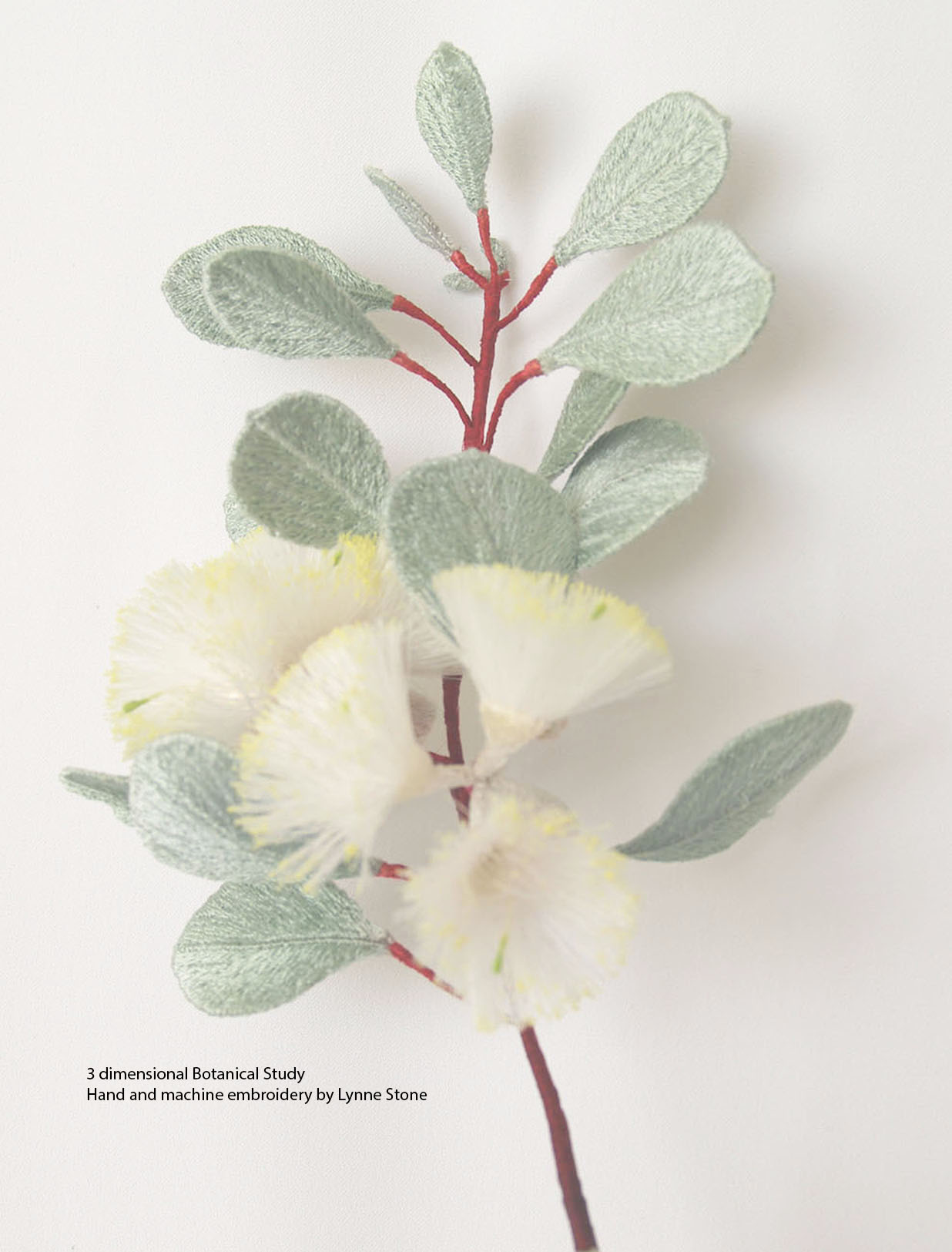 Eucalyptus orbifolia